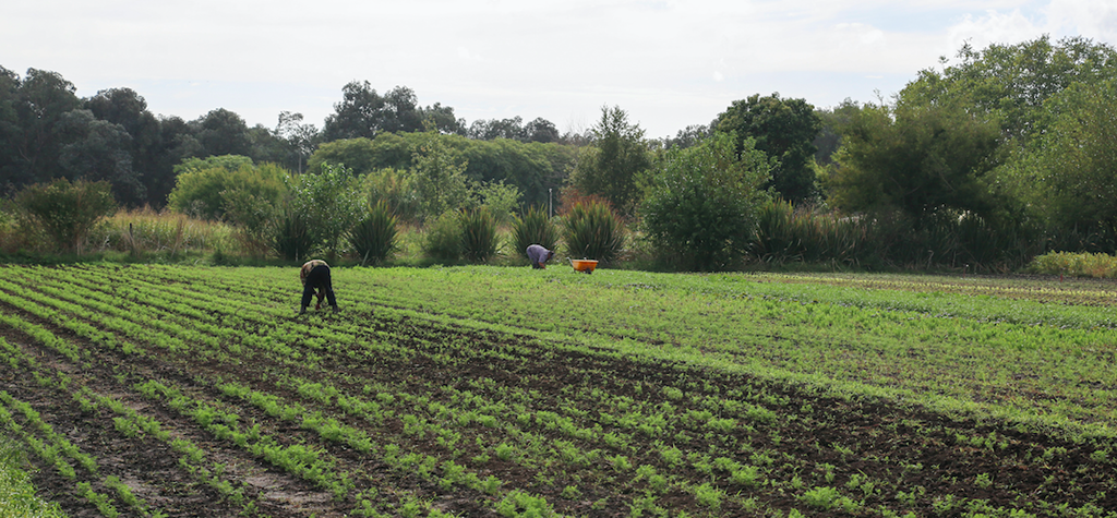 Orgánicos – Beyuga.com